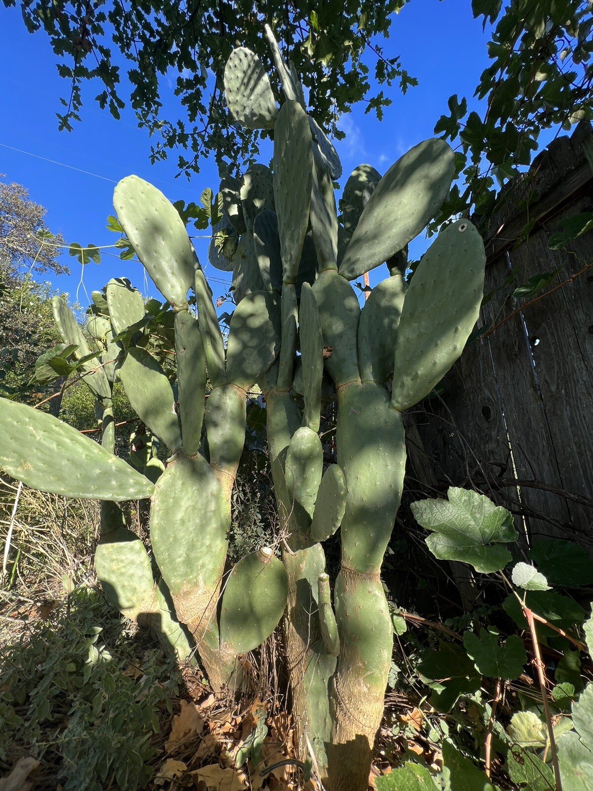 RARE CACTUS - Luther Burbank’s Thornless Optunia Prickly Pear - - One ...