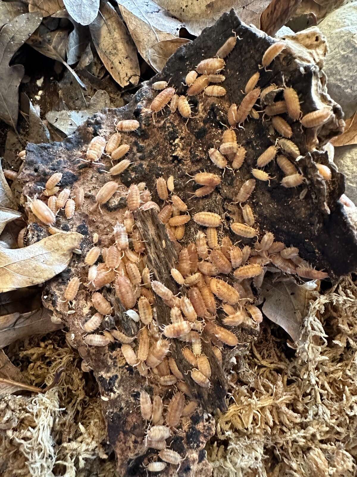 100 Red Calico 100 Orin calico 100 calico 100 Dalmation Isopods | eBay