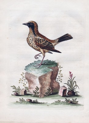 Finch Spanish West Indies America Bird Copperplate Engraving Edwards ...