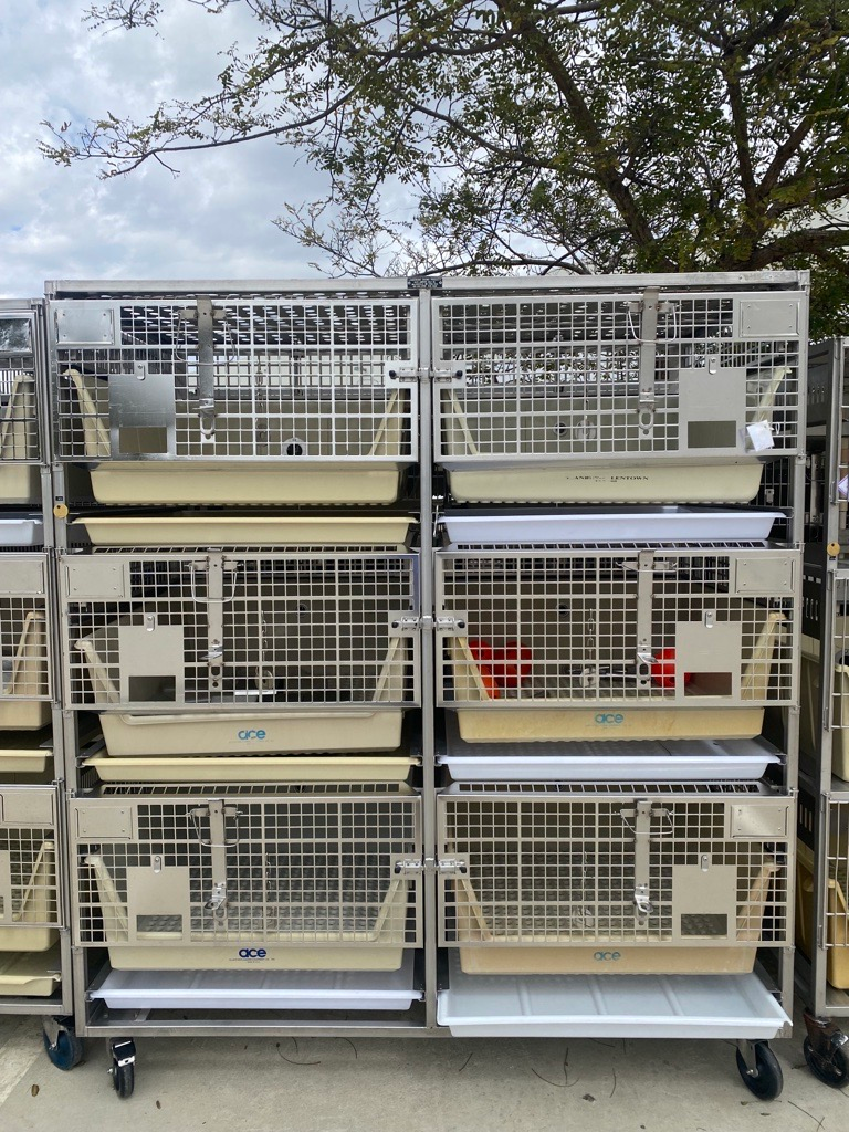 ACE Rabbit Rack - 6 INDIVIDUAL CAGES - Includes Feeders and Bottles | eBay