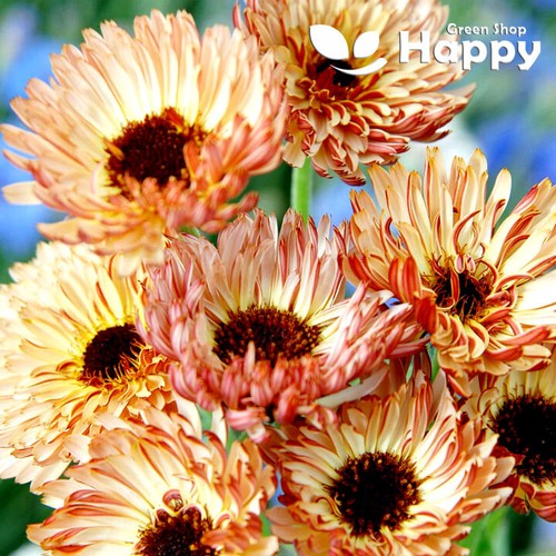 POT MARIGOLD - SUNSET BUFF 1g of seeds - Calendula officnals Apricot ...