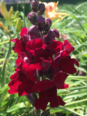 300 seeds Snapdragon Dark Red Velvet Annual + gift | eBay