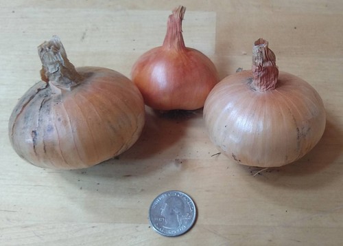 Potato Onion seeds ~ Open Pollinated Heirloom Multiplier Onions | eBay