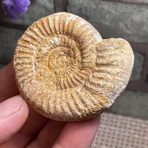 53g Rare natural rough polished white conch Ammonite AF44 | eBay