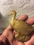 ANTIQUE GOLD DRESDEN DUCK CHRISTMAS ORNAMENT | eBay