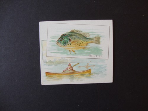 N39 Allen & Ginter Fish From American Waters Sunfish | eBay