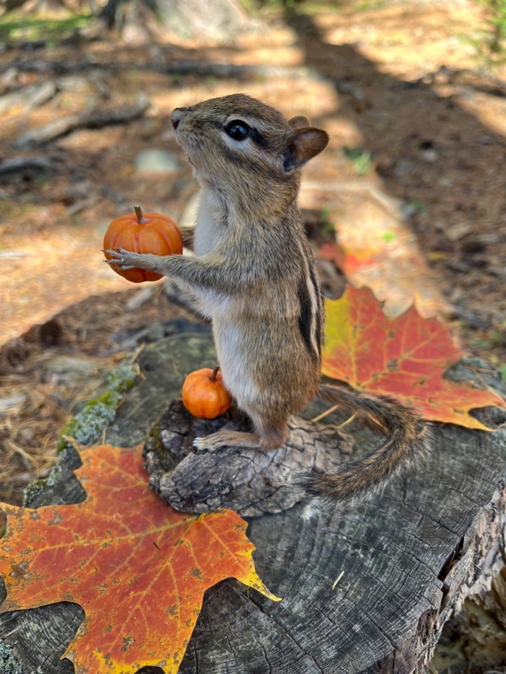 Chipmunk Taxidermy, Eastern Chipmunk Mount, Squirrel Taxidermy, Nature ...