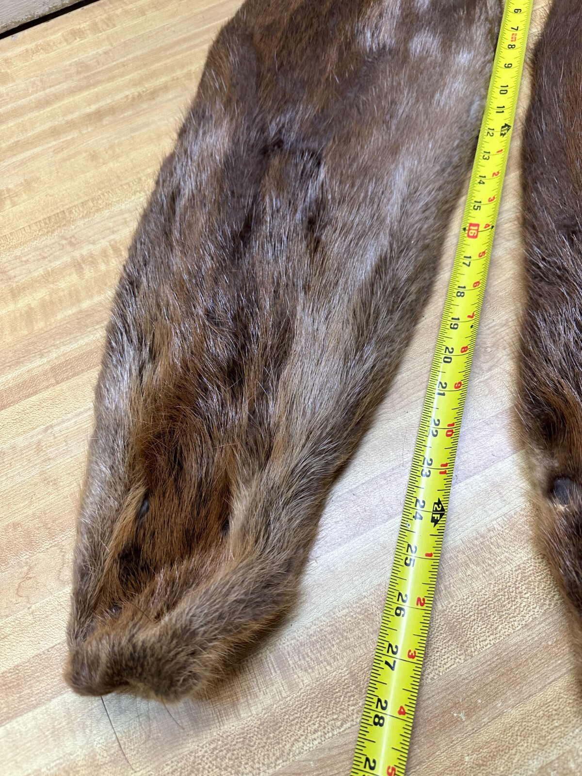 Tanned Beaver Hide Cased { Natural } Older Tan Reduced Damaged . Medium ...