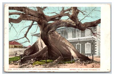 Antique Postcard Ceiba ~ Or~ Silk Cotton Tree Nassau Bahama Islands | eBay