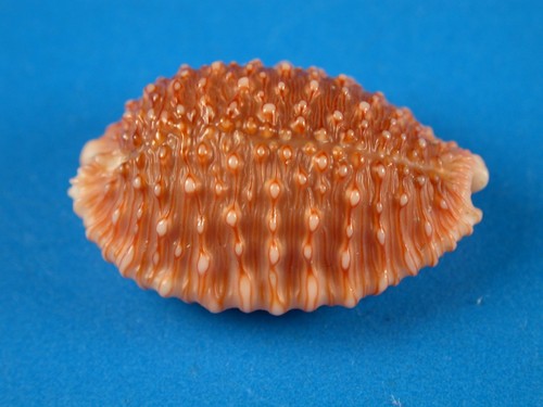 Cypraea granulata, Very Dark Color, 27.6mm, Hawaii Shell | eBay