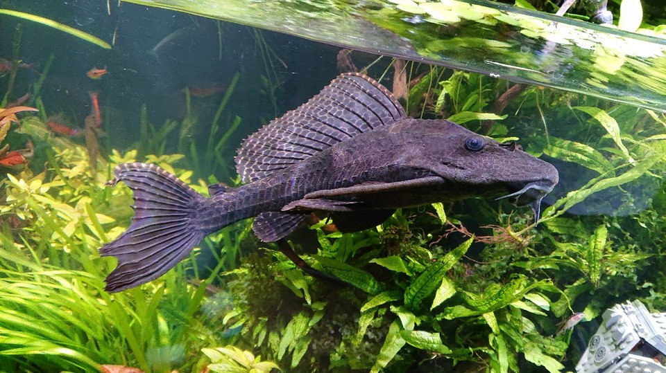 🌟🐠4ft x 2ft x 2ft Aquarium,600l Aquascape, Fish tank Complete Setup+ ...