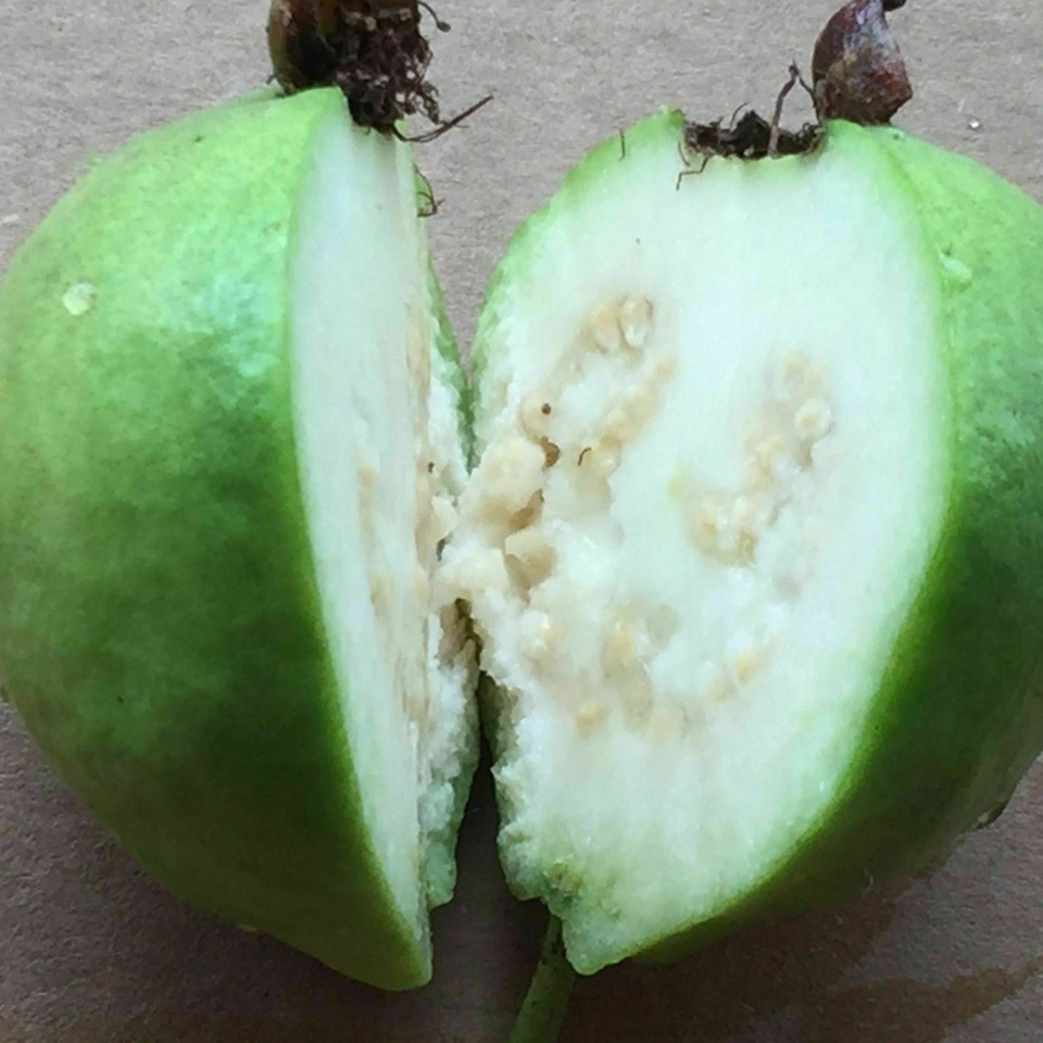 300 White Guava Seeds Psidium guajava Seed Organic Fruit | eBay