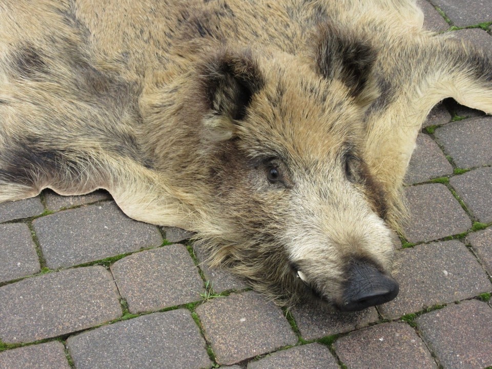 Wild boar skin with a stuffed head, tanned skin, fur, trophy, taxidermy ...