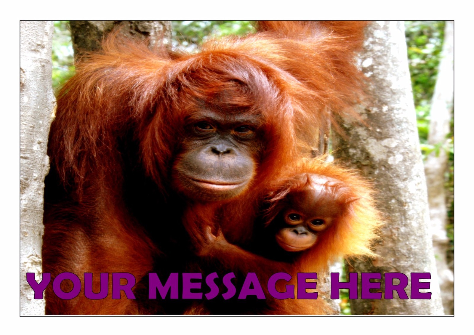 ORANGUTAN / MONKEYS CAKE TOPPER A4 EDIBLE ICED/ ICING PERSONALISED | eBay