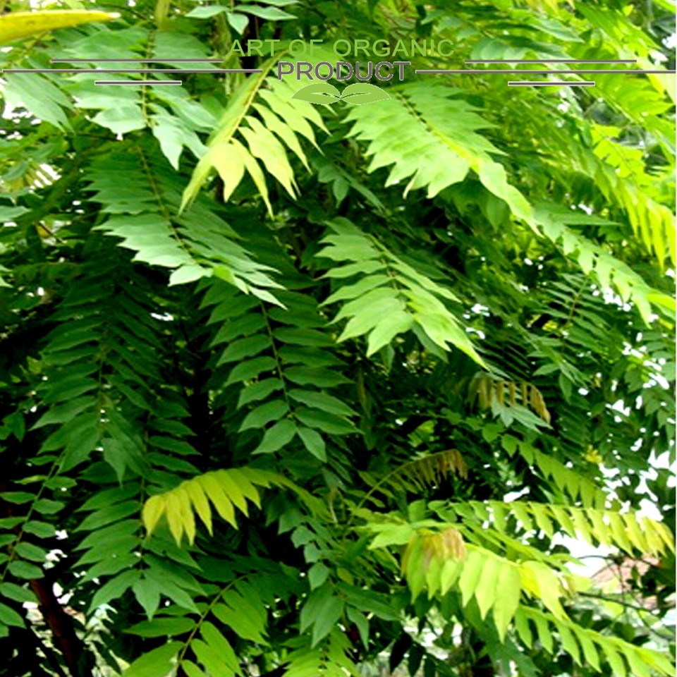 Dried Averrhoa Bilimbi Leave kamias ceylon organic Tropical rare ...