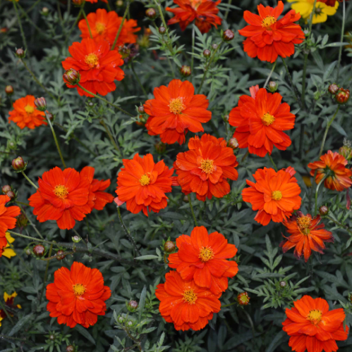 Cosmos Sulphur Dwarf Red Flower Seeds, | eBay