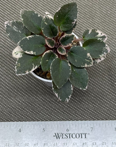 African Violet Plant - Hortense's Country Rose ~ Variegated miniature ...