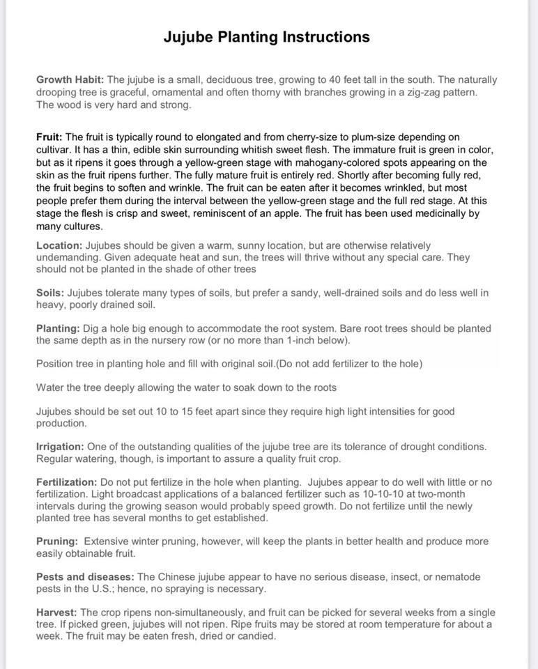 Jujube Tree 10” Lang Chinese Red Date Ready To Plant No Pot | eBay