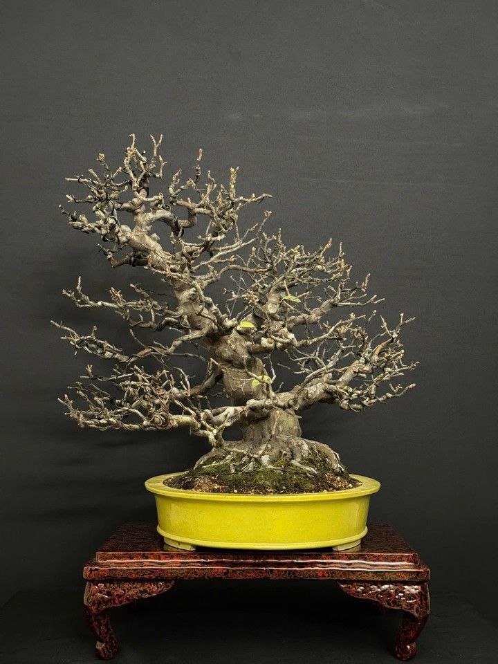 Chinese Quince Karin old rare bonsai tree (high quatily) | eBay