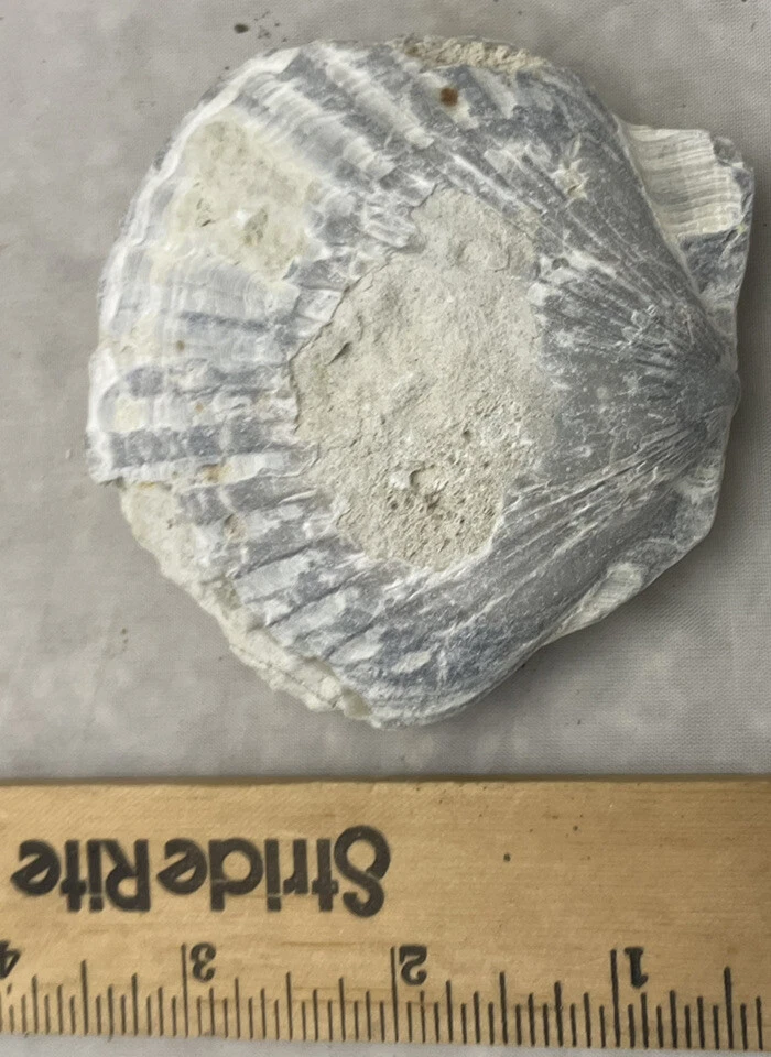 Shell Fossil Identification