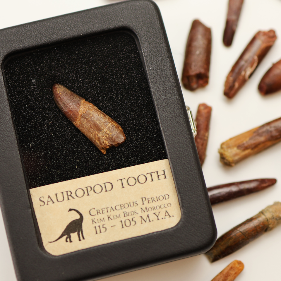 Sauropod Tooth Fossil - Nigersaurus - With Display Case | eBay