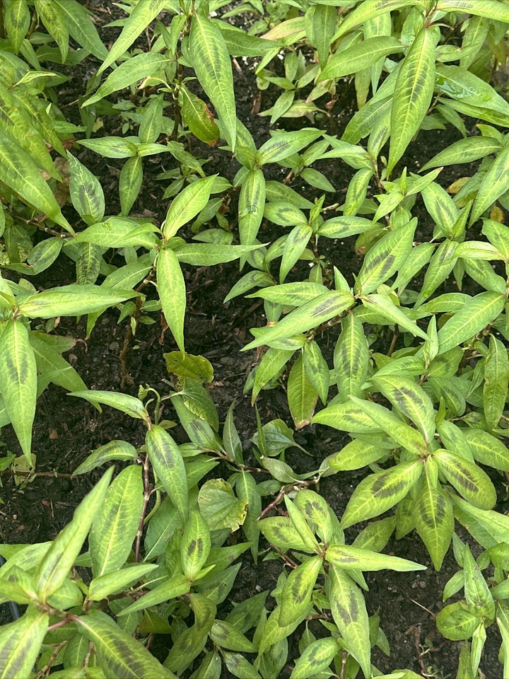 Rau Ram, Vietnamese Coriander Plants x12 Live 7"-14” Tall rooted in ...
