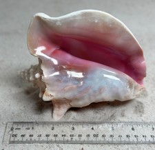 Conch Shells for sale | eBay