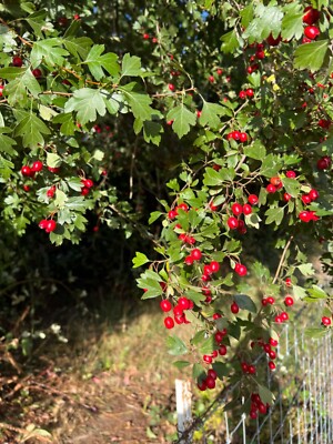 Wild Hawthorn tree, Crataegus monogyna ，Chinese Hawthorn's rootstock ...
