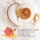 2 PCS Muffin Snail Large Hermit Crab Shells 2.7~3.5Inch Natural Sea ...