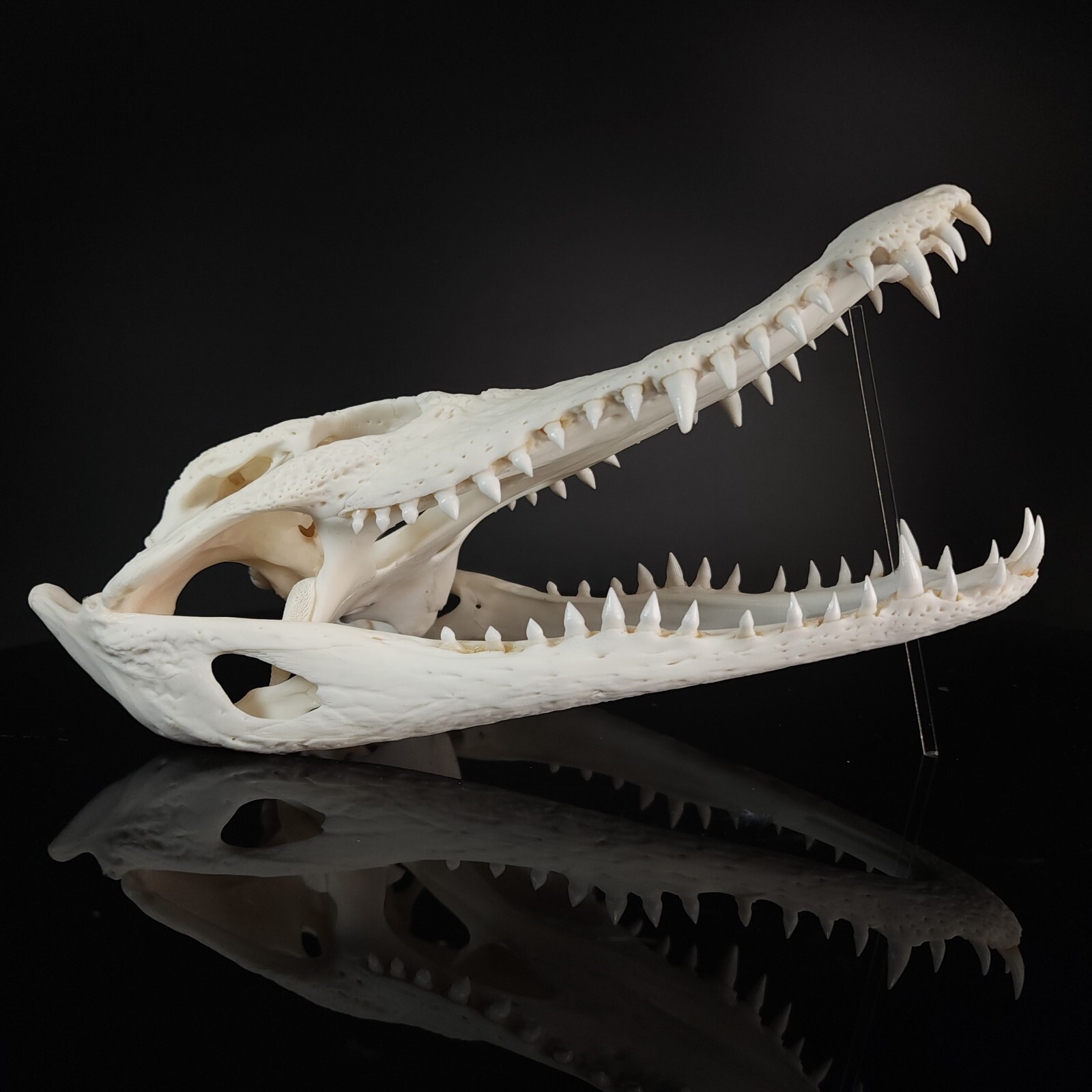 Crocodile Skeleton