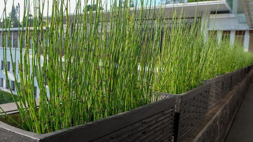 Dwarf Bamboo Plant Cuttings to Grow - Equisetum - Horsetail Water Plant ...