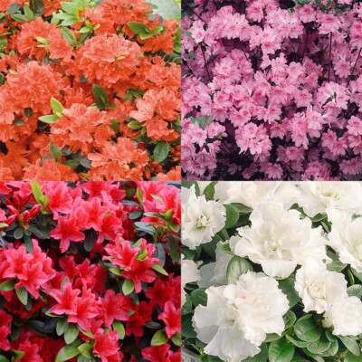 AZALEA JAPANESE TALL EVERGREEN SHRUB HARDY GARDEN PLANT | eBay UK