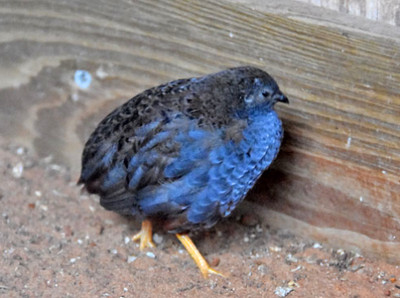 12+ ️ LSJ Farms Button Quail RAREST COLORS HATCHING EGGS! Darth Vader ...