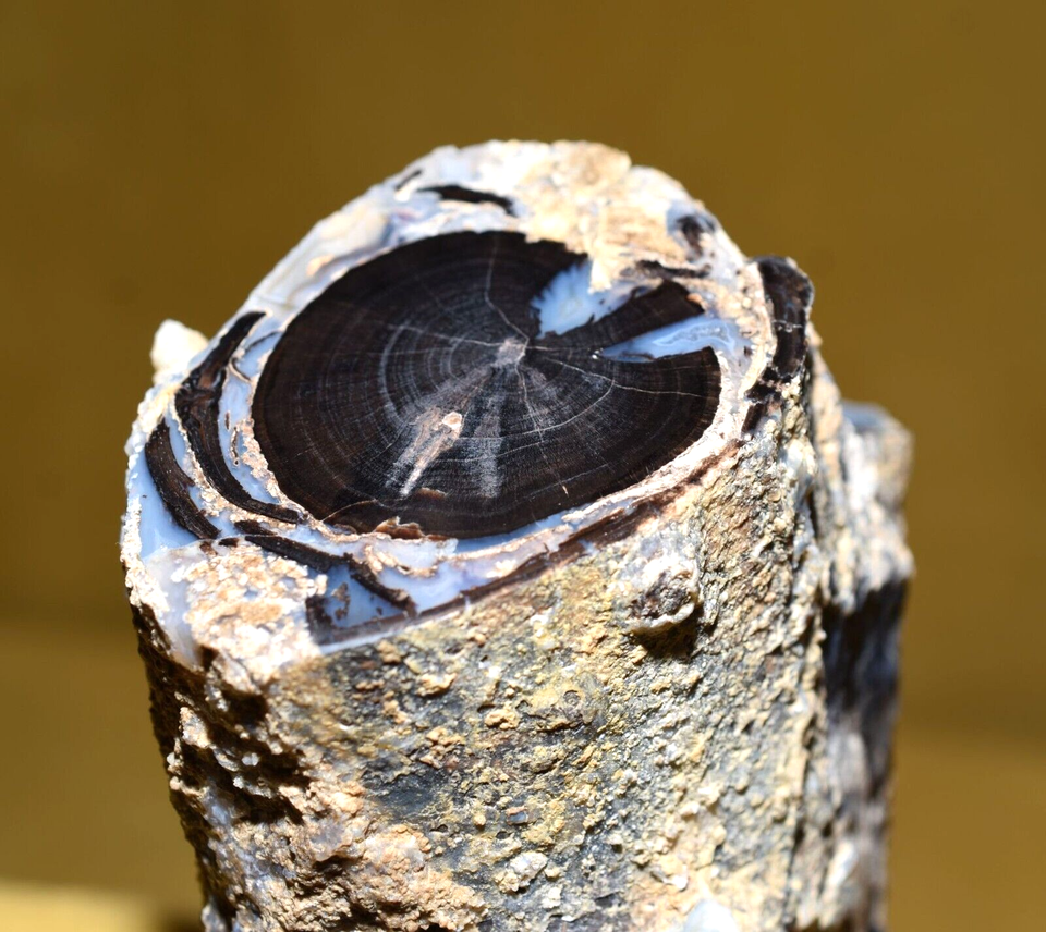 Two Faces Polished Petrified Agatized Wood Tree Trunk W Branch 3Lbs ...