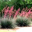 25 RED YUCCA SEEDS (Hesperaloe parviflora) Hummingbird & Butterfly ...