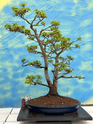 Joe Bonsai SOLITÄR Löwenkopfahorn Acer palmatum Shishigashira Ahorn ...