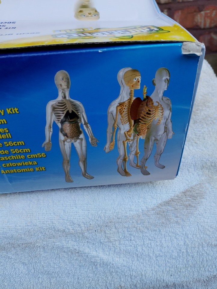 Edu Science Lab. Male Anatomy Kit | eBay