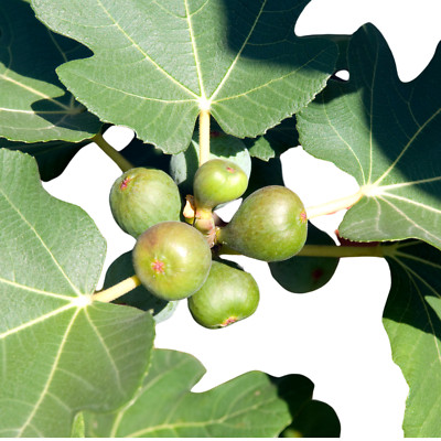 Fig Plant 'Yellow Long Neck' - Live Fig Tree Starter Plant - Rare ...