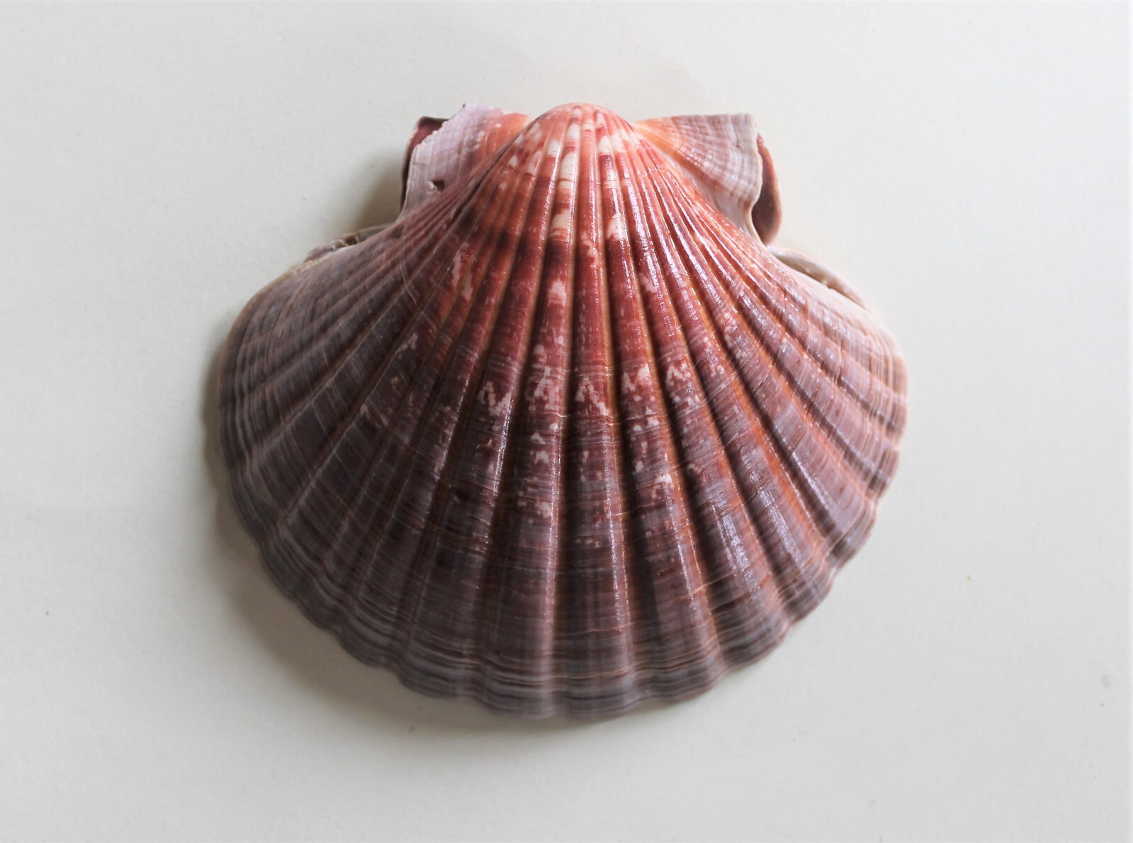 Pecten fumatus coquillage shell collection pectinidae Australie | eBay
