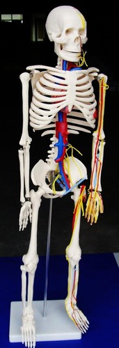 Anatomy Model Skeleton With Nerves & Blood Vessels 33,5" / 85 cm ARTMED ...