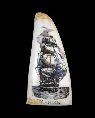 Small Sperm Whale "Lagoda" Replica Etched Resin Tooth | eBay