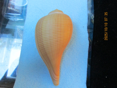 Ficus investigatoris 104 mm fantastic specimen best I've seen!PRIVATE ...