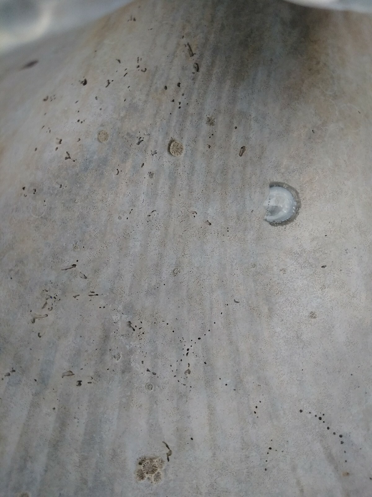 CK01 Atlantic Giant Cockle Shell Dinocardium Robustum Cardiidae Nautica ...