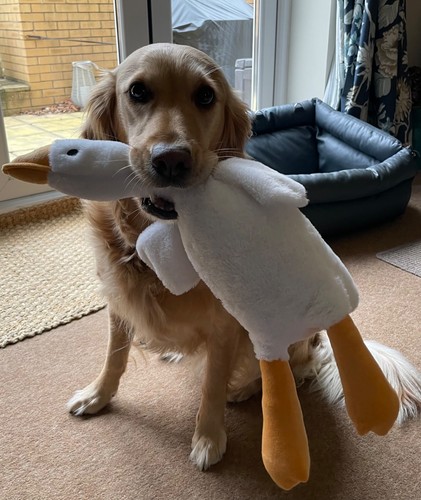 Dog Duck plush Toy Companion Calming Large 50cm Grey | eBay UK