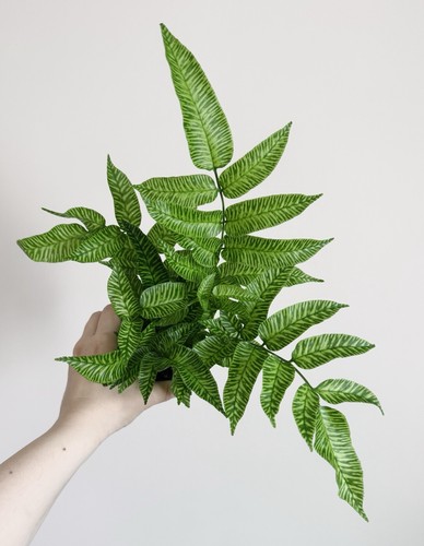 Fern Striped Bamboo Golden Zebra Plant 4” Pot | eBay