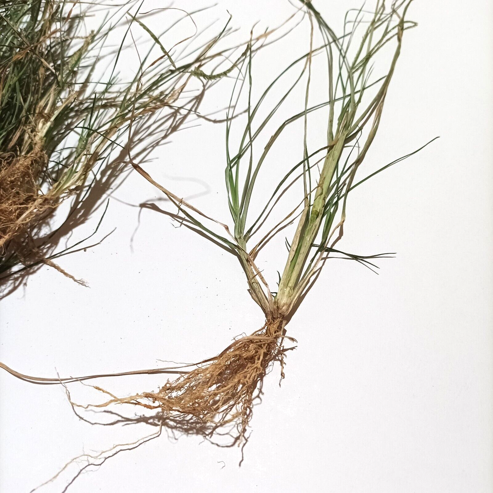 Ayurvedic Dry Paragis Plant 2oz Eleusine Indica Goosegrass Family ...