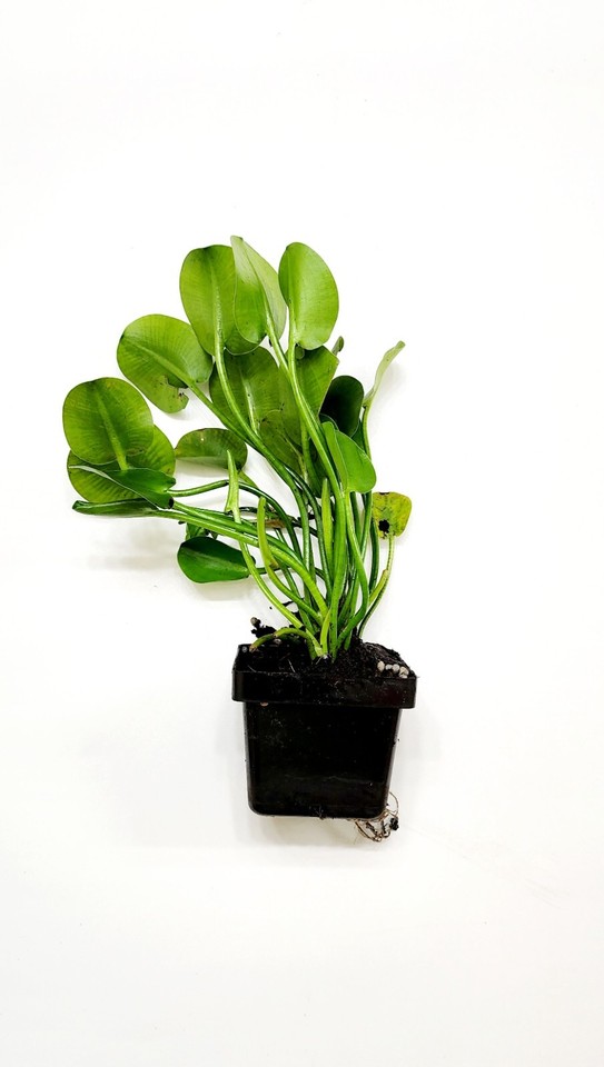 Water Poppy Tropical Aquatic Marginal Surface Pond/Bog Plant - Buy 2 ...