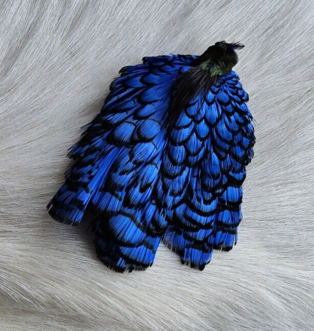Lady Amherst Cape. Fly Tying Feather. Color; Blue. Grade "A" | eBay