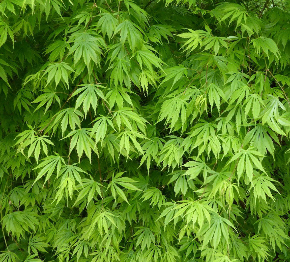 Green Japanese Maple 25 Popular Japanese Maple Varieties With Great