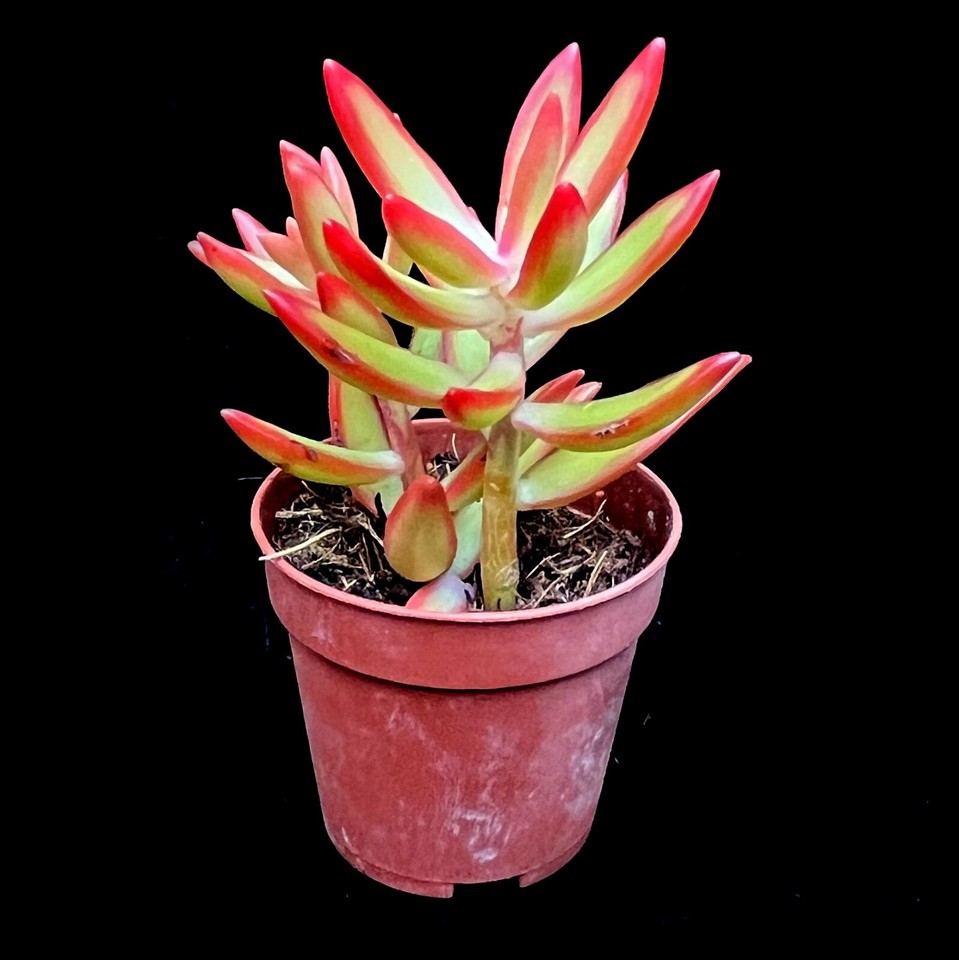 Sedum Adolphi Firestorm succulent houseplant in 5 cm pot | eBay UK